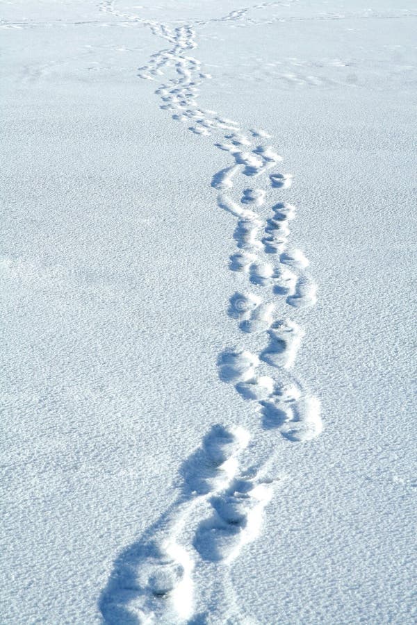 Traces On Snow Picture. Image: 4037293