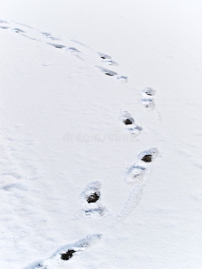 Traces on snow stock photo. Image of track, snow, cold - 7517992