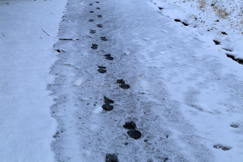 Traces of a Snow-covered Road with Footprints Stock Image - Image of ...