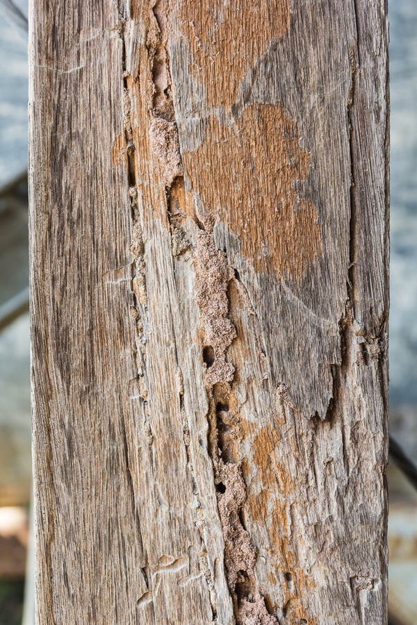 Traces of Termites Eat on Old Wood Stock Photo - Image of home, closeup ...