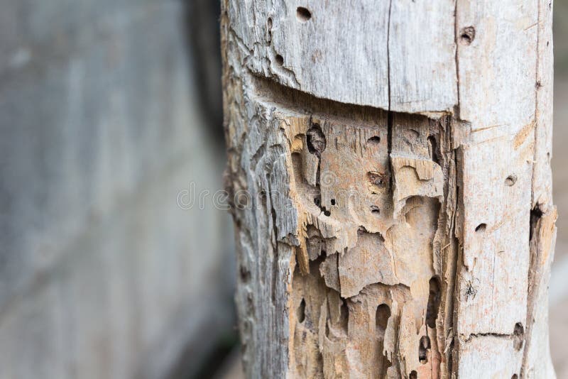 Traces of Termites Eat on Old Wood Stock Image - Image of nature ...