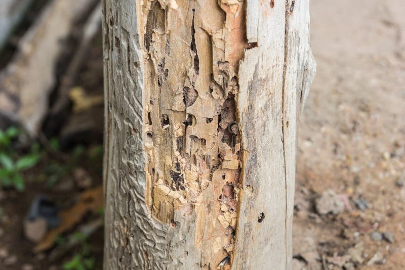 Traces of Termites Eat on Old Wood Stock Photo - Image of pest, traces ...