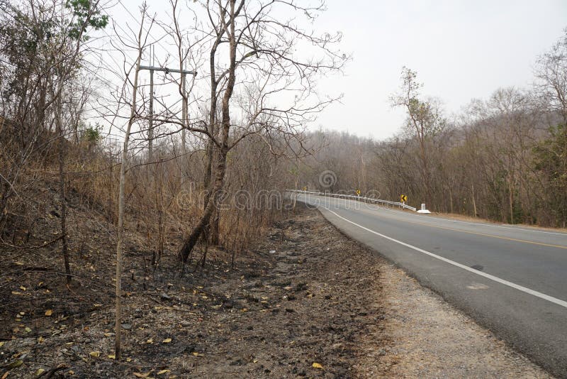 Traces of Trees Burnt by the Roadside. Forest Fire Problems that Occur ...