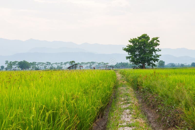 Traces of the Wheel in the Rice Field with Big Tree in the Backg Stock ...