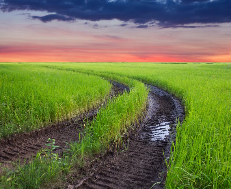 Traces Of The Wheel In The Rice Harvest. Picture Image: 26620503