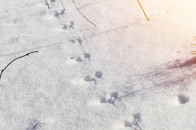 Traces of Wild Animals in the Snow. a Trail from the Paws of Small ...