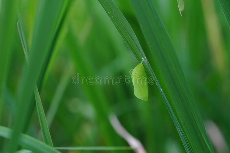 Traces of Worms Eating Rice Leaves Stock Image - Image of borer ...