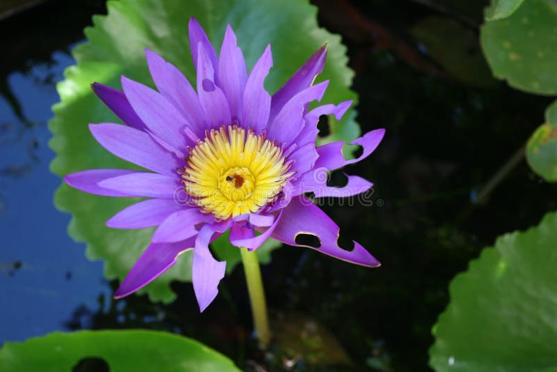 Traces of Worms Gnawing on Lotus Petals Stock Image - Image of lily ...