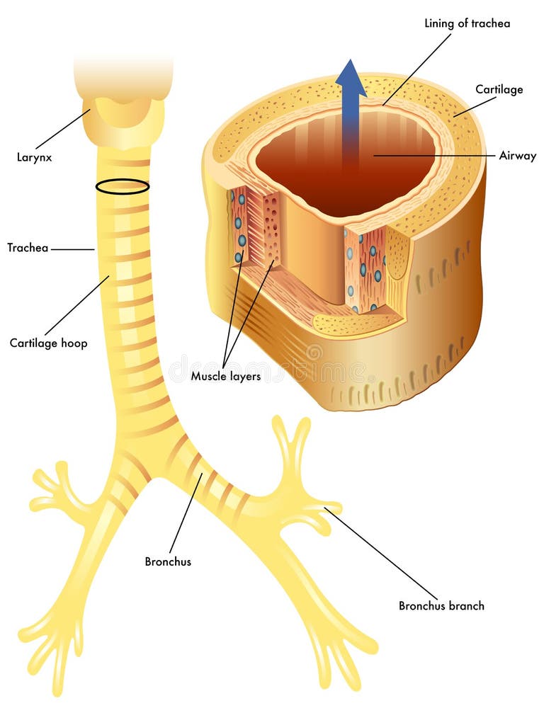 Trachea Stock Illustrations – 14,480 Trachea Stock Illustrations ...