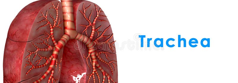 Trachea ilustração stock. Ilustração de fisiologia, médico - 46128041