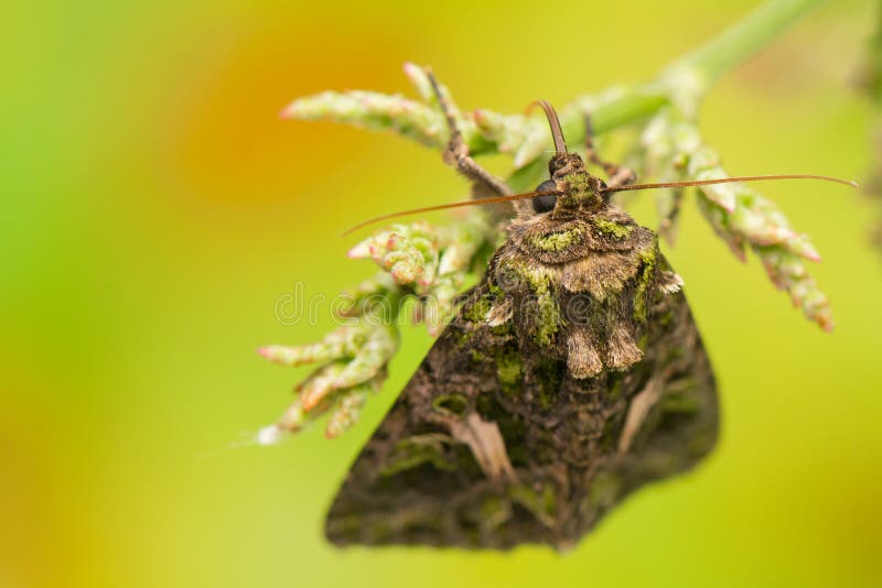 Insect Trachea Crossword Stock Photos - Free & Royalty-Free Stock ...