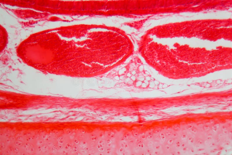 Trachea Cells Under the Microscope Stock Image - Image of infection ...