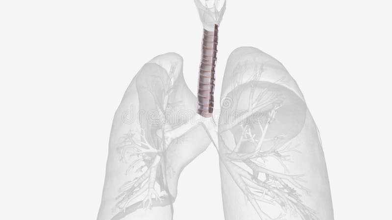 The Respiratory System is the Network of Organs and Tissues that Help ...