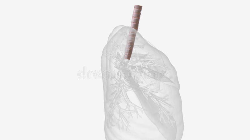 The Respiratory System is the Network of Organs and Tissues that Help ...