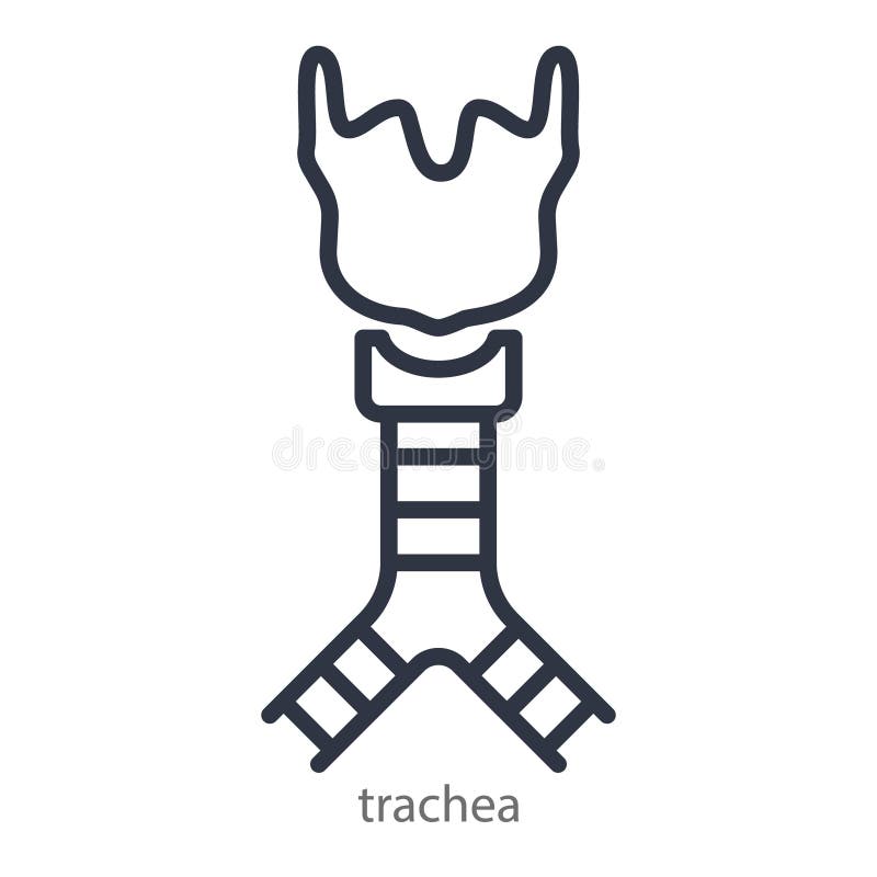 Trachea and Larynx Line Icon. Editable Strokes Stock Vector ...