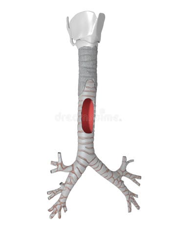 Trachea Pulmonary System 3d Stock Illustrations – 1,658 Trachea ...