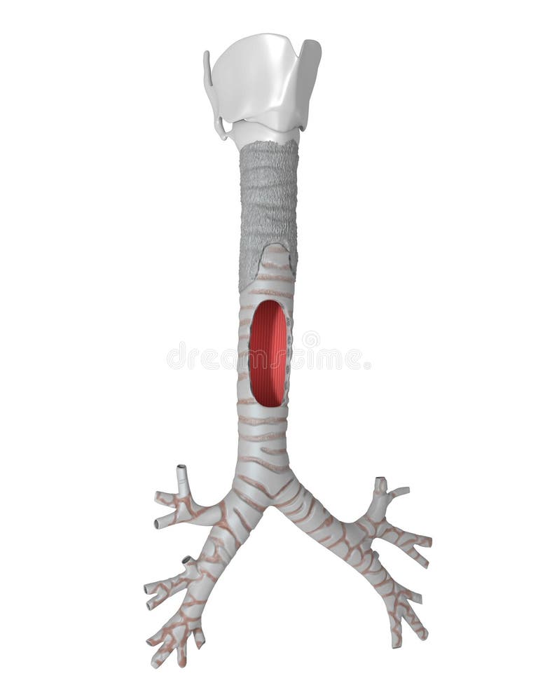 Trachea Pulmonary System 3d Stock Illustrations – 1,658 Trachea ...