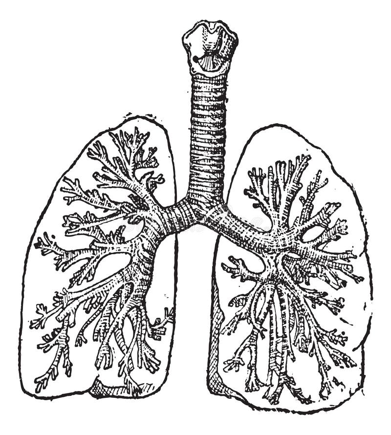 Windpipe Drawing Stock Illustrations – 56 Windpipe Drawing Stock ...