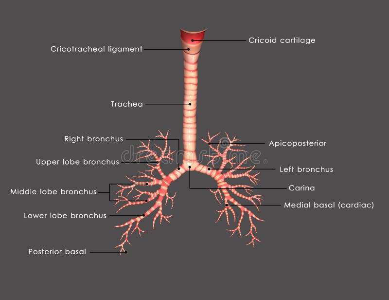 Trachee vector illustratie. Illustration of kraakbeen - 28762855
