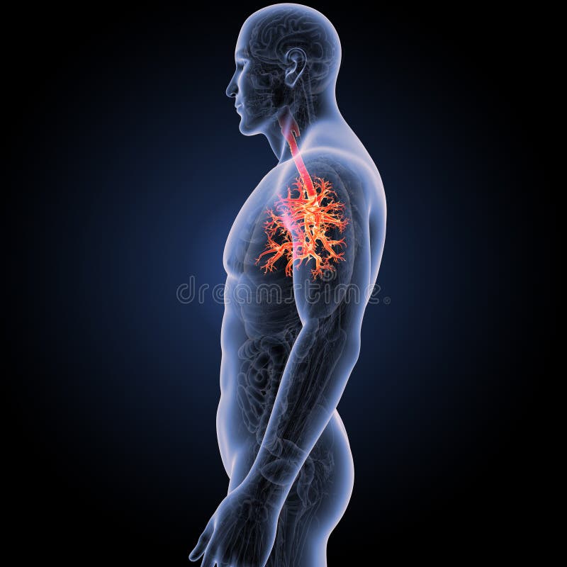 Trachee Met Anatomie Zijmening Stock Illustratie - Illustration of ...