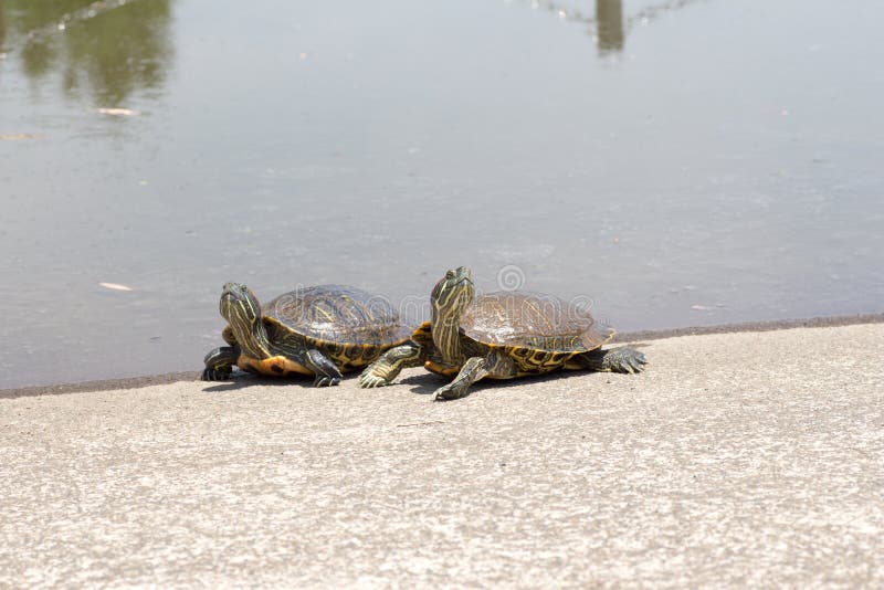Trachemys scripta elegans stock photo. Image of cute - 95654586