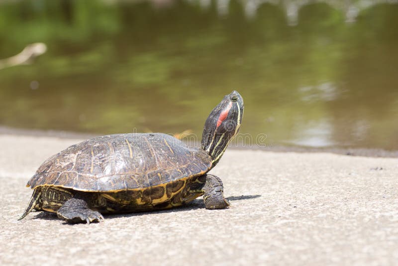 Trachemys scripta elegans stock photo. Image of nature - 95654514
