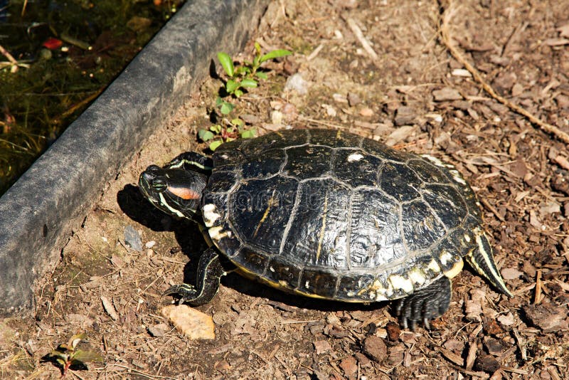 Trachemys scripta elegans stock photo. Image of vertebrate - 42446416