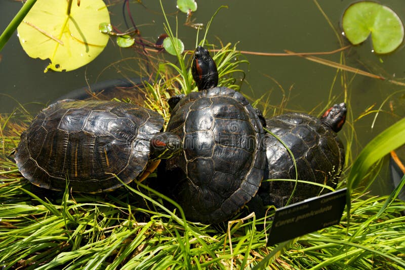 Trachemys scripta elegans stock photo. Image of orange - 42446600