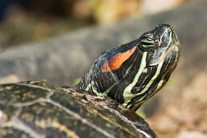 Trachemys scripta elegans stock photo. Image of aquarium - 42446594