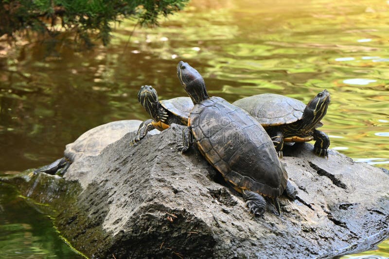 Trachemys Scripta Elegans Drying Their Shells on Stones in the Pond ...