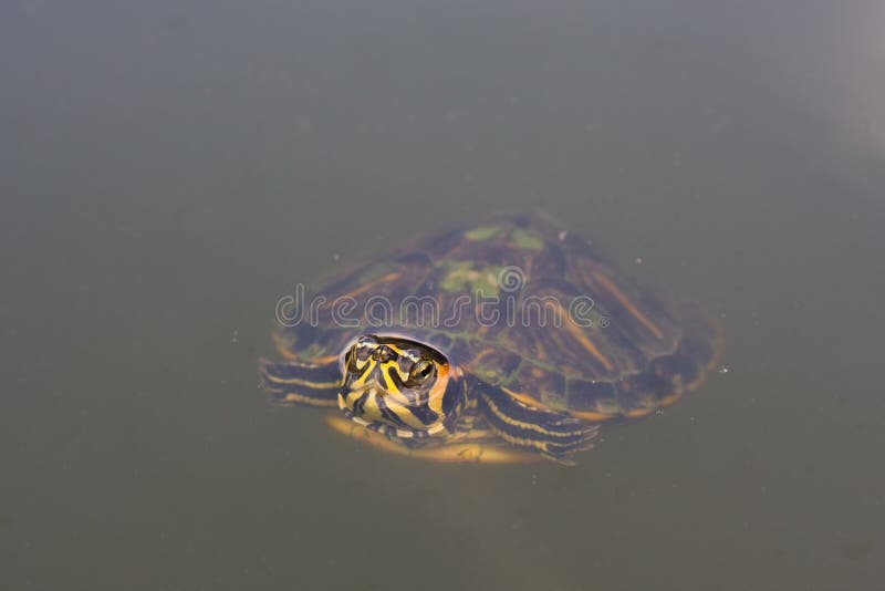 Trachemys Scripta Elegans - Red-Eared Slider Stock Photo - Image of ...