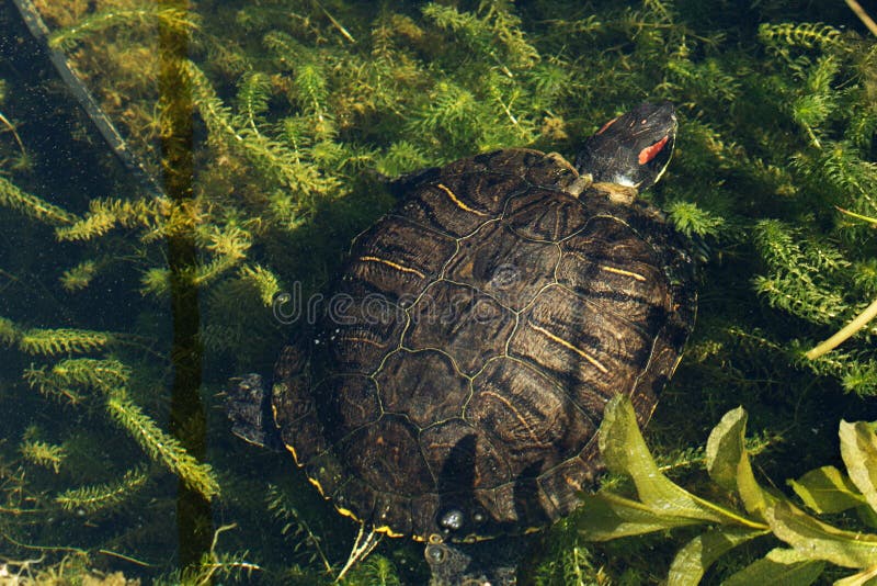Trachemys scripta elegans stock image. Image of eared - 42446753