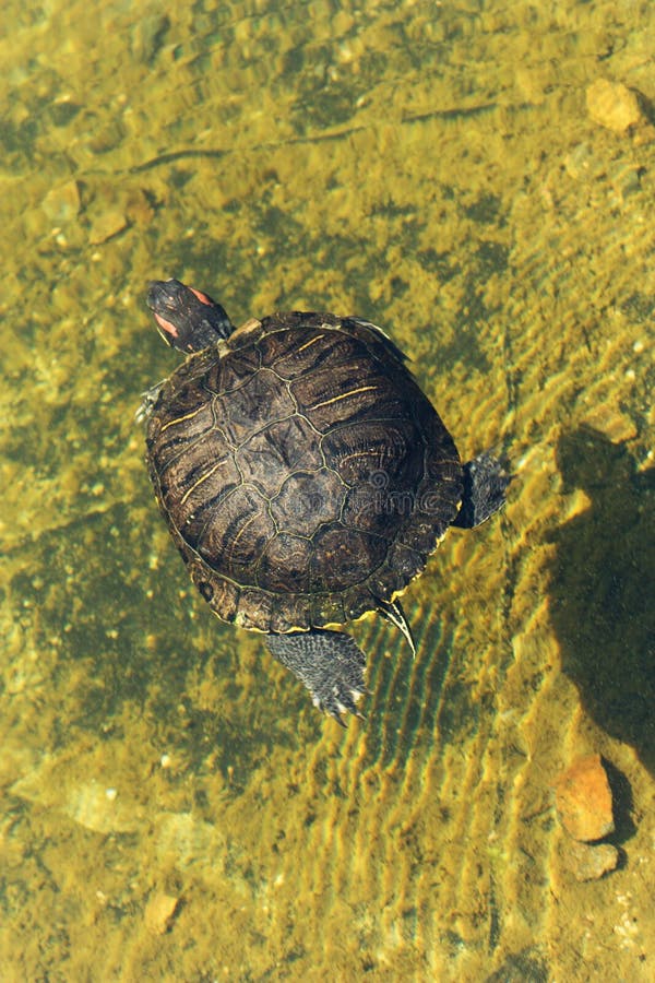 Trachemys scripta elegans stock photo. Image of slow - 42446768