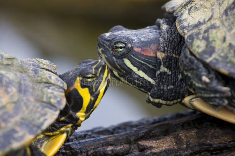 Trachemys Scripta Elegans - Red-Eared Sliders Stock Photo - Image of ...