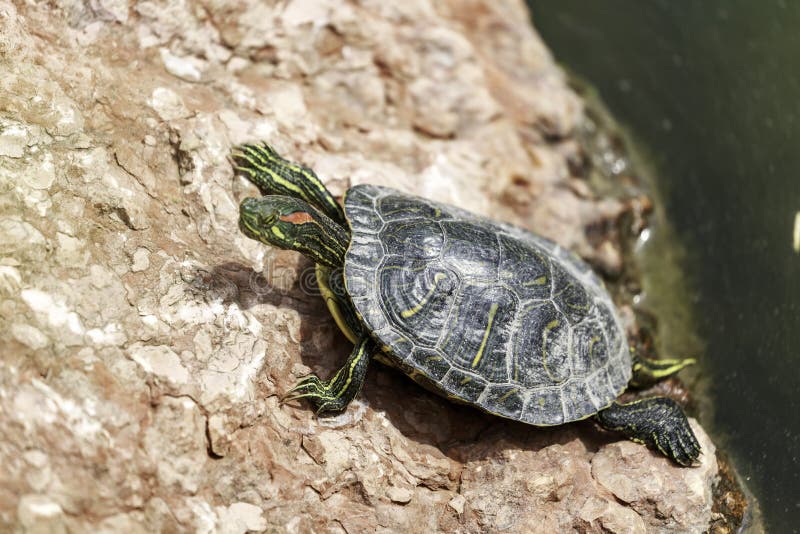 Trachemys Scripta Elegans, the Red-eared Terrapin Stock Image - Image ...