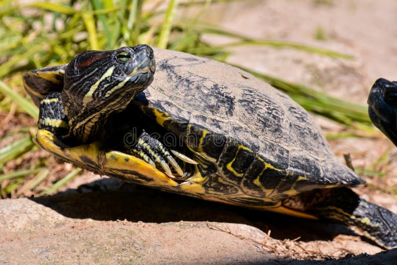 Trachemys Scripta Elegans Tortoise Stock Image - Image of reptile ...