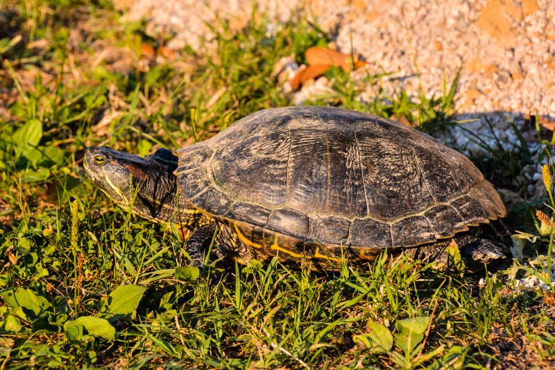 Trachemys Scripta Elegans Tortoise Stock Image - Image of slider ...