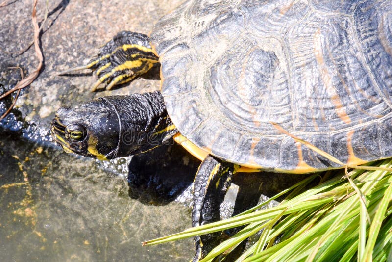 Trachemys Scripta Elegans Tortoise Stock Image - Image of white, small ...