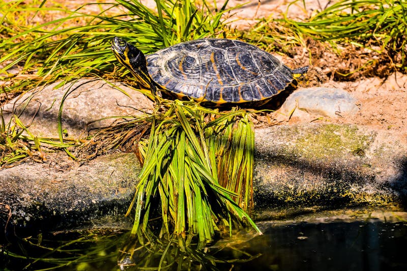 Trachemys Scripta Elegans Tortoise Stock Photo - Image of aquatic ...