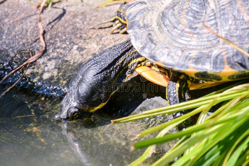 Trachemys Scripta Elegans Tortoise Stock Photo - Image of scripta ...