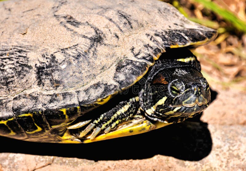 Trachemys Scripta Elegans Tortoise Stock Photo - Image of wild, aquatic ...