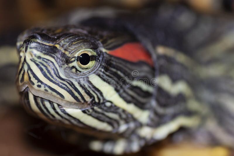 Trachemys Scripta Head and Face of a Turtle - Pseudemys Scripta Elegans ...