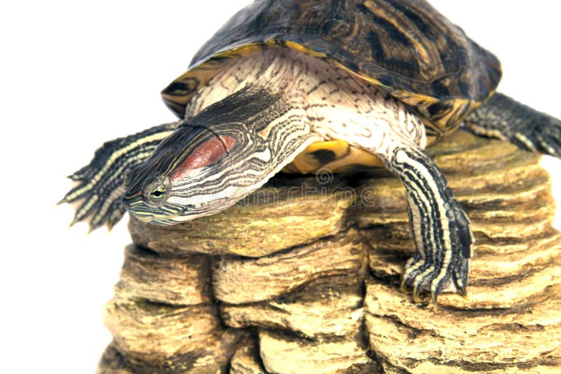 Trachemys scripta stock image. Image of shell, herpetology - 83824593