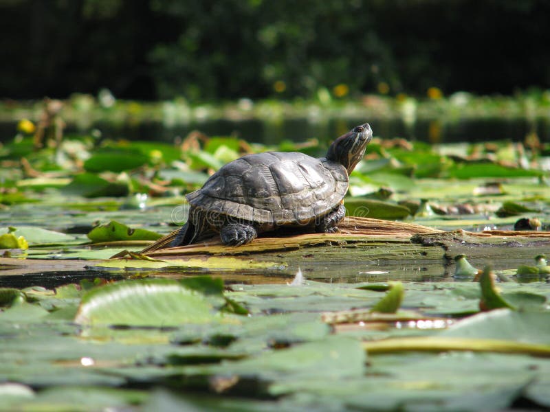 Trachemys Scripta among Water Lilies Leaf. Red-eared Turtle in the ...