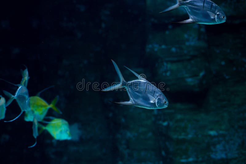 Trachinotus Goodei Fish Swimming Underwater Stock Image - Image of ...