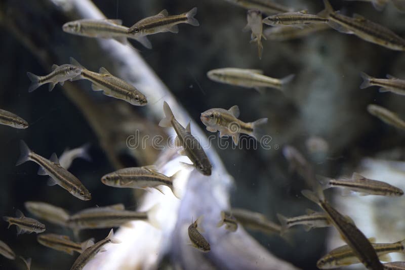 Printable Water Truffes Horse Stock Photos - Free & Royalty-Free Stock ...