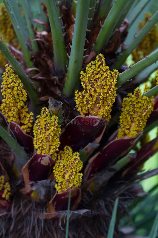 Trachycarpus Fortunei. Chinese Windmill Palm Stock Photo - Image of ...