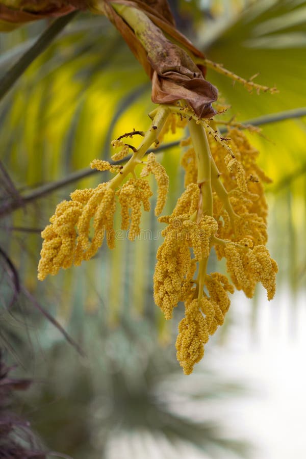 Trachycarpus Fortunei. Chinese Windmill Palm Stock Image - Image of ...