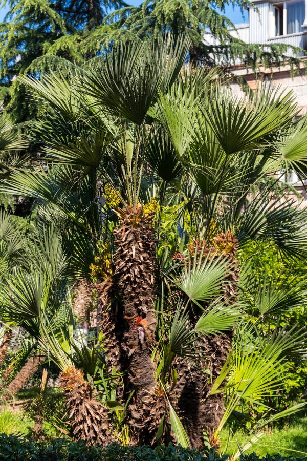 Trachycarpus Fortunei Chusan Palm or Windmill Palm in Park Stock Image ...