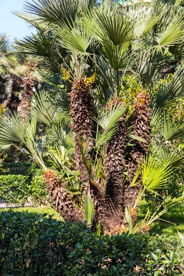 Trachycarpus Fortunei Chusan Palm or Windmill Palm in Park Stock Image ...